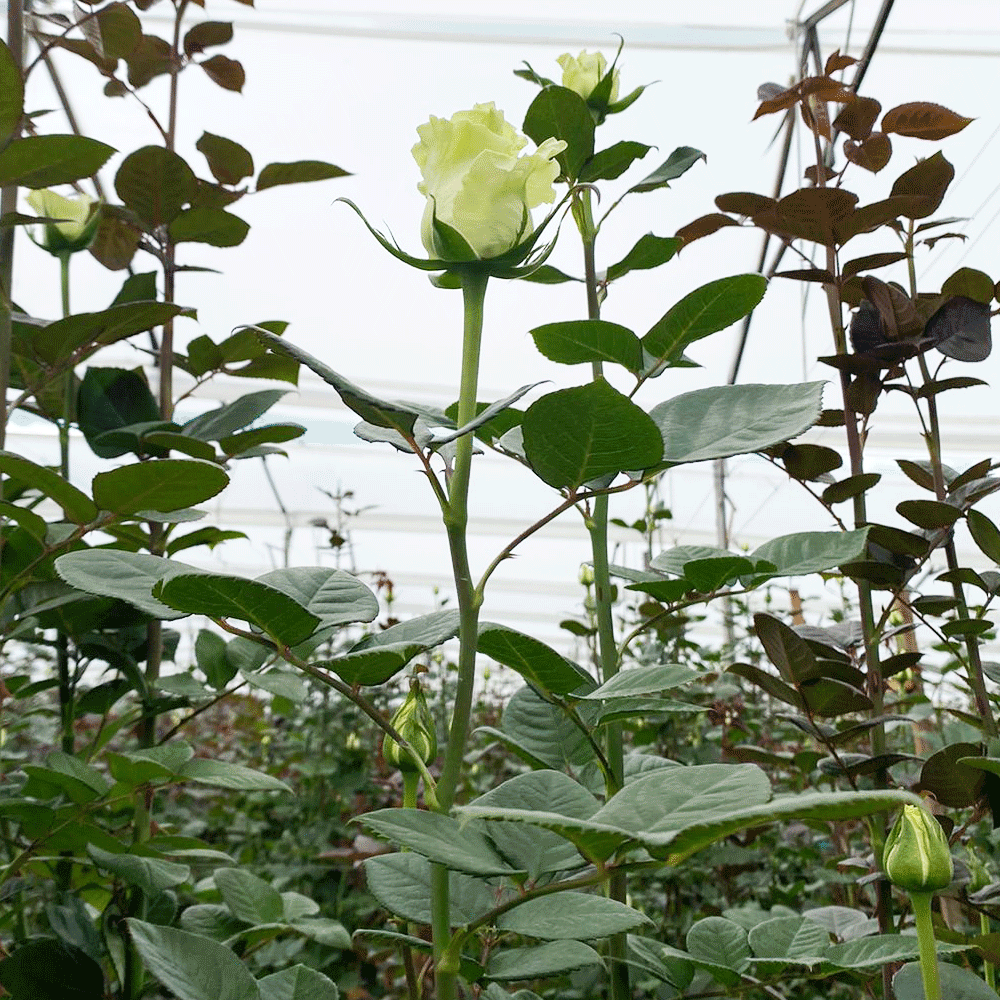 Buy White Roses | Fresh Roses Delivery – Floralty
